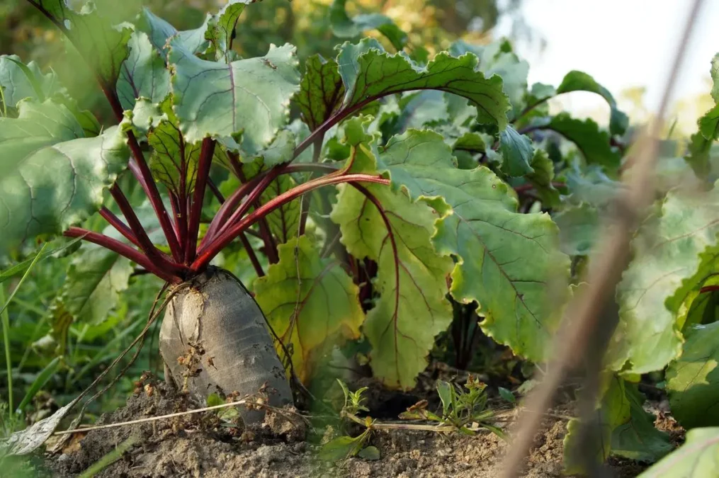 Prairie Fare: A root to love — The colorful benefits of beets ...