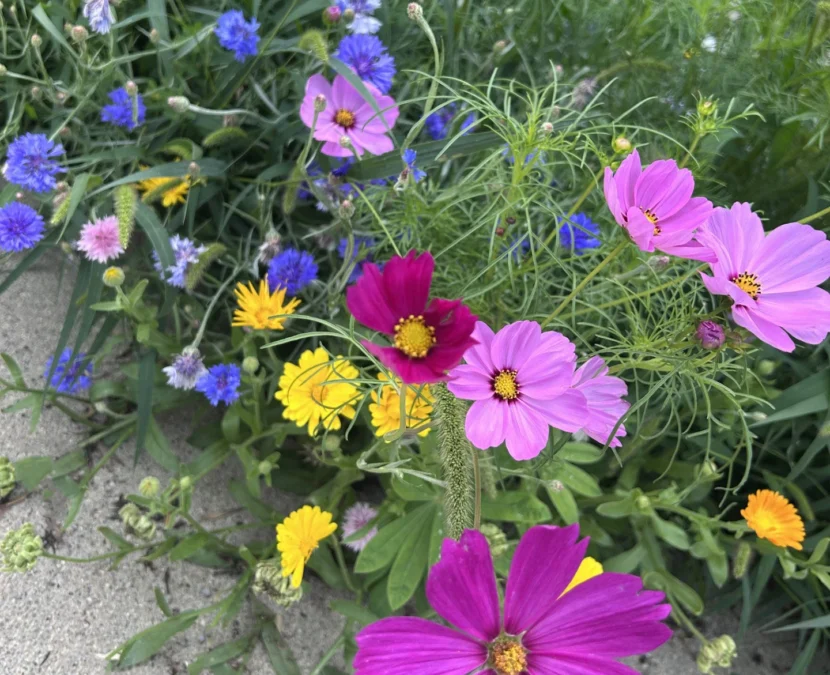 Peace Garden announces theme for 2026: Pollinators! – TheMinotVoice.com