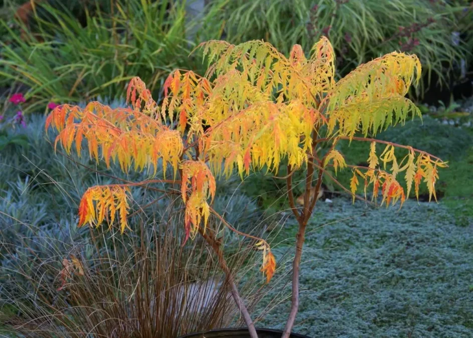 Dakota Gardener: Tiger Eyes®, a fall showstopper – TheMinotVoice.com