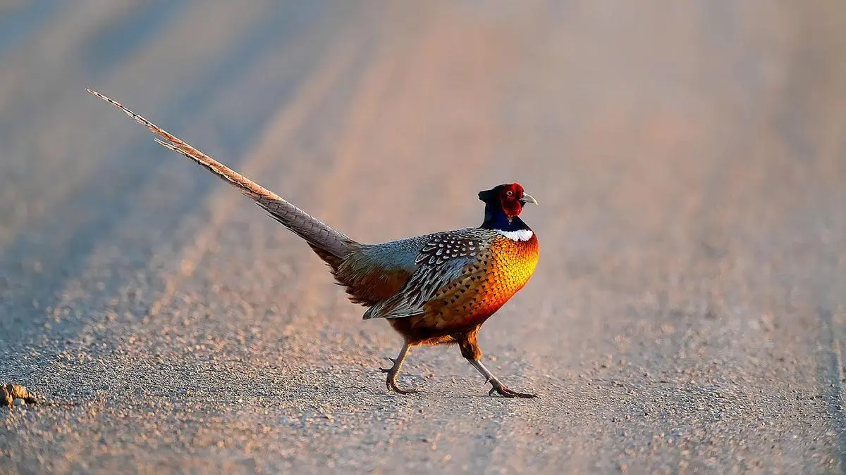 Watch: How To Clean Pheasants! – TheMinotVoice.com